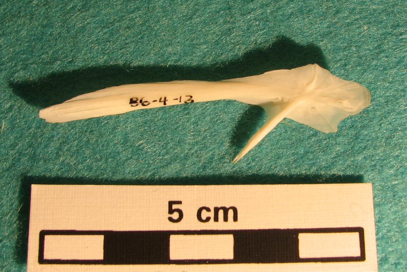 Coho Salmon Posttemporal (Medial)