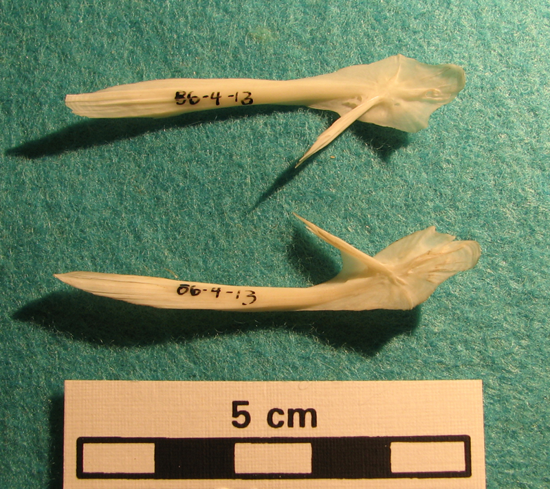 Coho Salmon Posttemporals