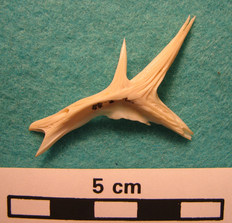 Untitled Document [web.pdx.edu]