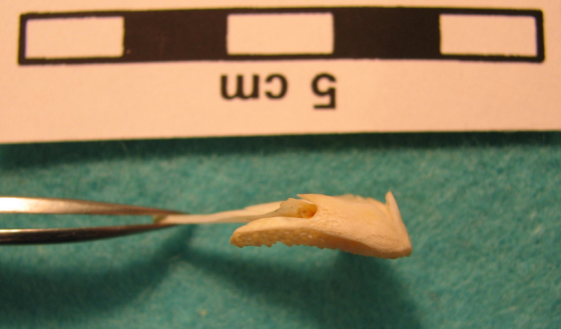 Untitled Document [web.pdx.edu]