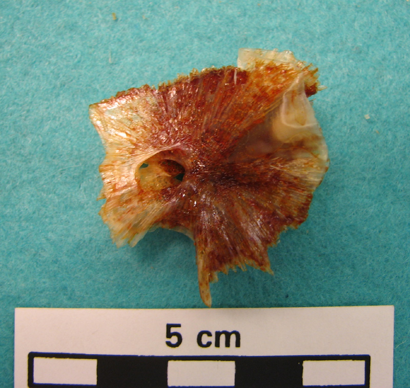 Untitled Document [web.pdx.edu]